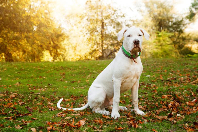 8 Dogo Argentino Facts: Learn About This Interesting Breed (Vet ...