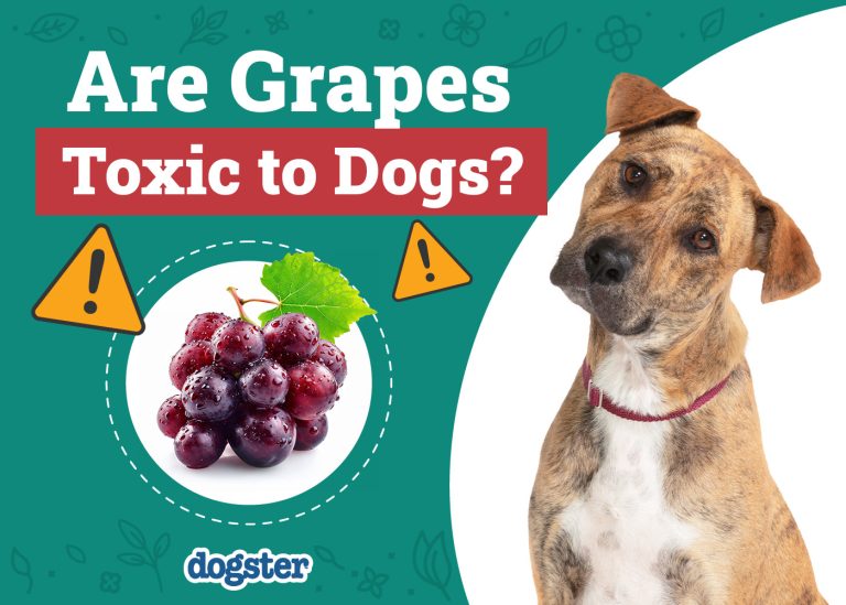 Are Grapes Toxic or Poisonous to Dogs? Vet-Reviewed Health Facts & FAQ ...
