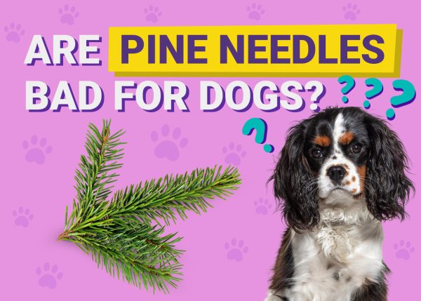 Are Pine Needles Bad for Dogs? Vet-Approved Facts & FAQ – Dogster