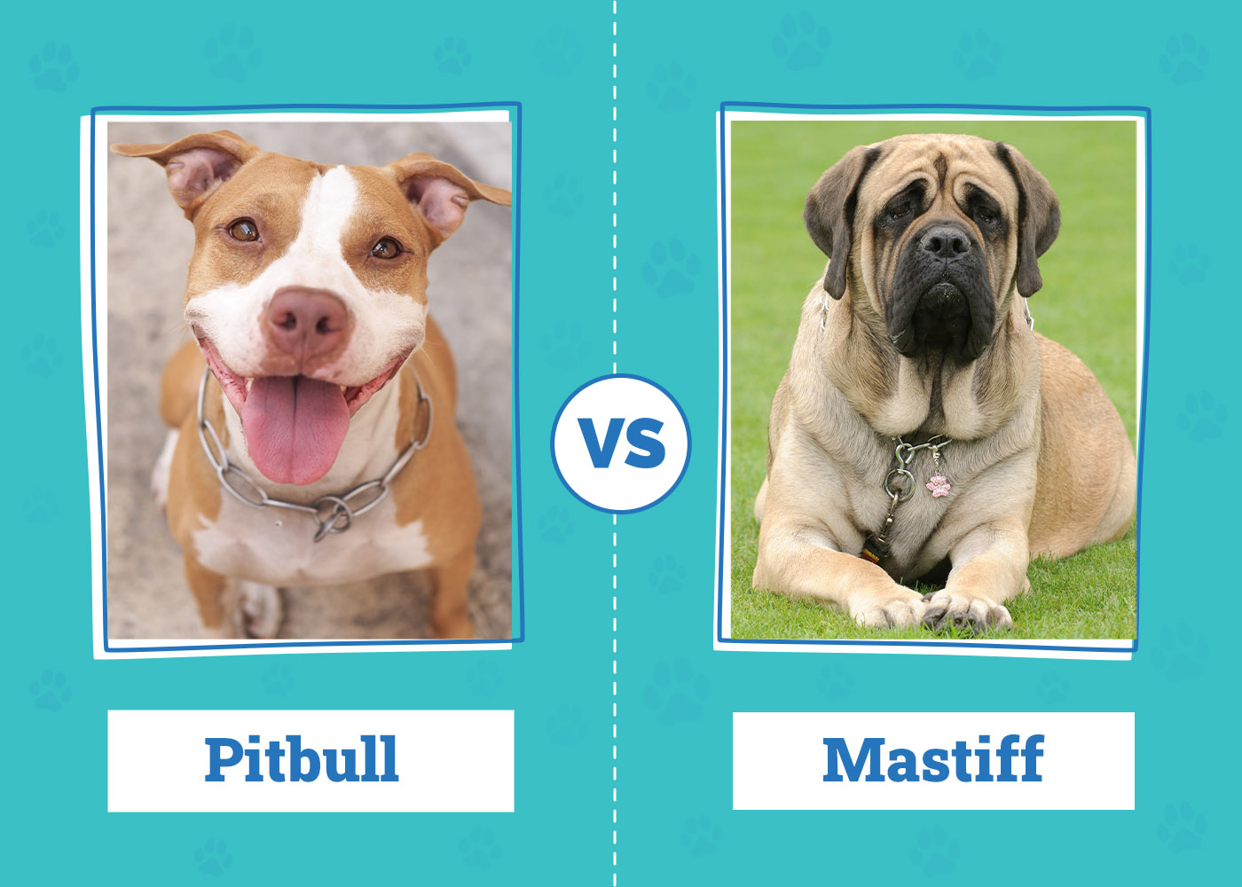 Pitbull vs Mastiff: The Key Differences (With Pictures) – Dogster