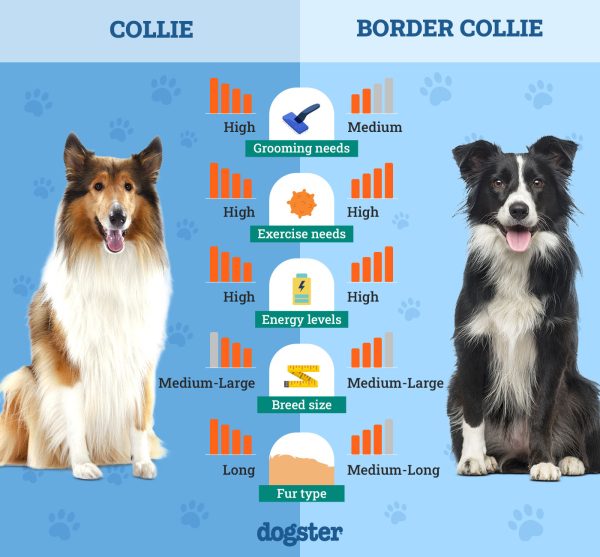 Collie vs Border Collie: Key Differences (With Info & Pictures) – Dogster