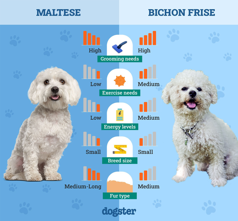 Maltese vs. Bichon Frise: Notable Differences (With Pictures) – Dogster