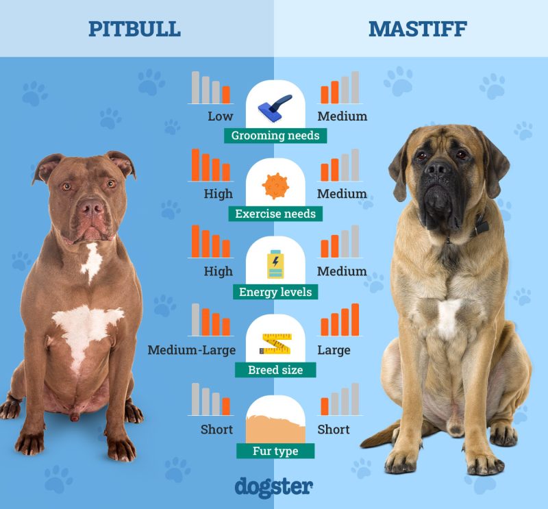Pitbull vs Mastiff: The Key Differences (With Pictures) – Dogster