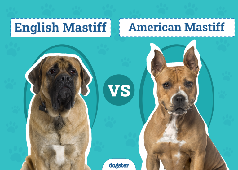 English Mastiff vs. American Mastiff: The Key Differences (With ...