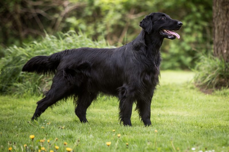 Flat-Coated Retriever Dog Breed: Info, Pictures, Care & More – Dogster