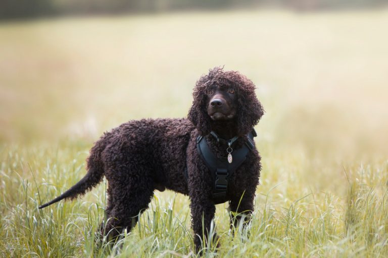 Irish Water Spaniel: Dog Breed Info, Pictures, Facts & Traits – Dogster