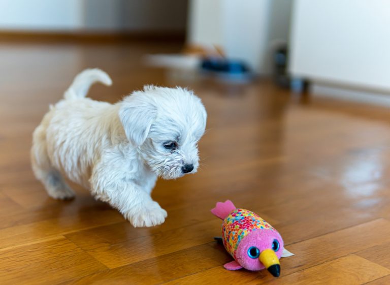 How to Train a Maltese: 16 Vet-Approved Tips – Dogster