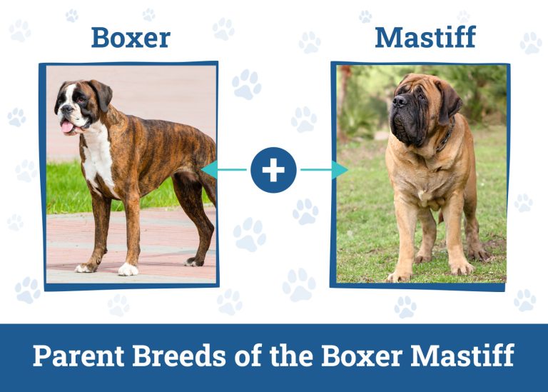 Boxer Mastiff Dog: Info, Pictures, Care Guide & Traits – Dogster