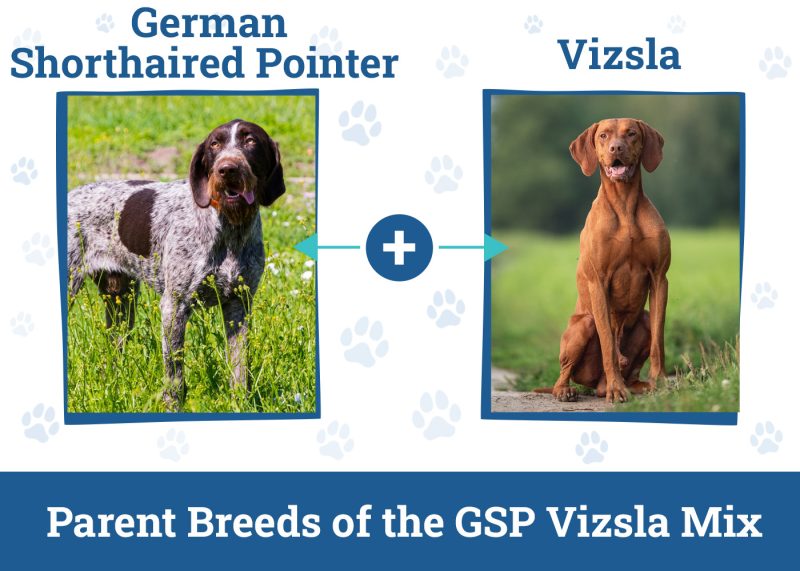 GSP Vizsla Mix: Info, Pictures, Temperament & More – Dogster