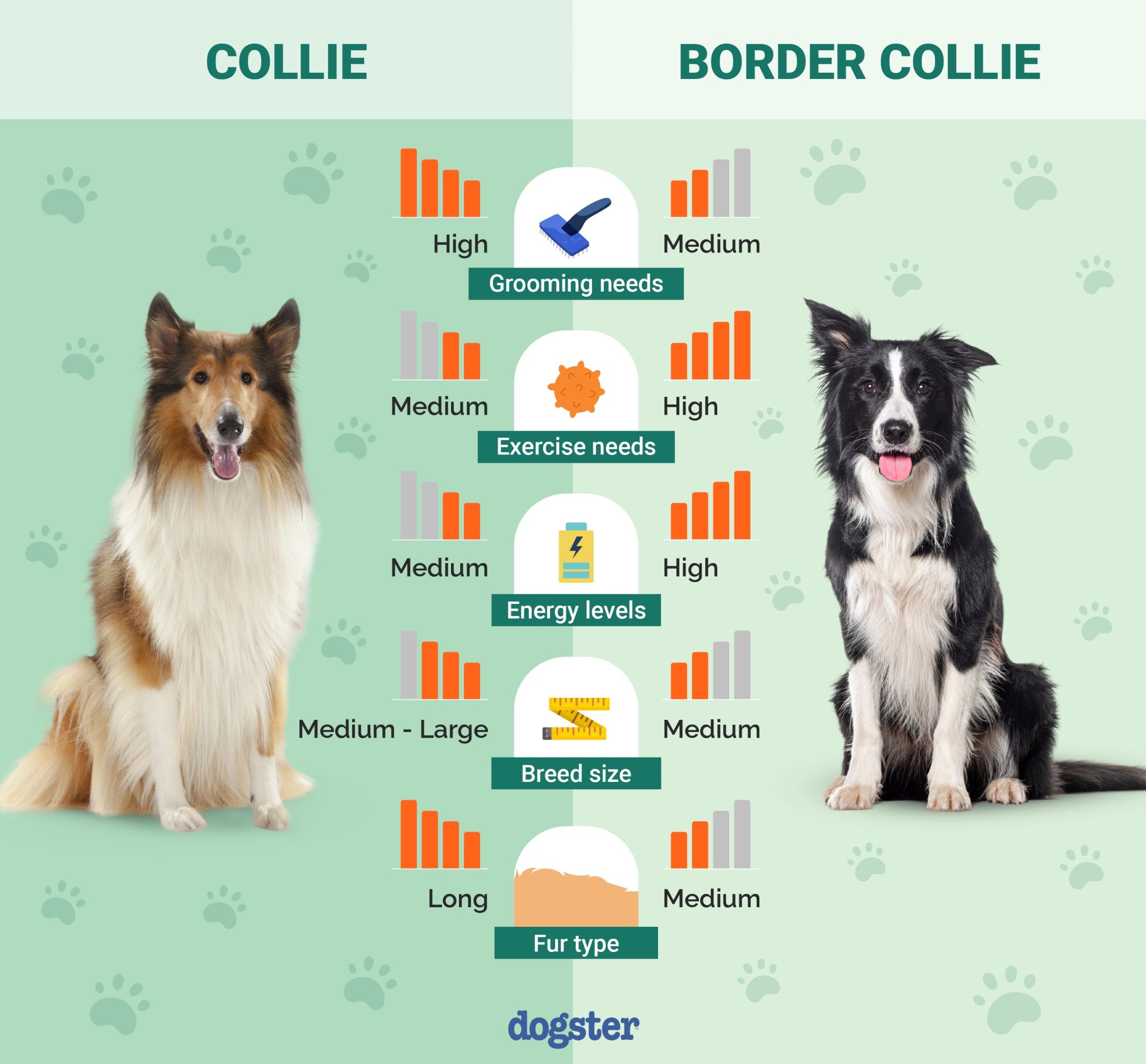 Collie vs Border Collie: Differences & Overview (With Pictures) – Dogster