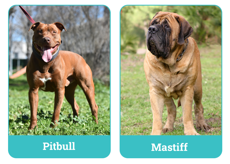 Pitbull vs Mastiff: The Key Differences (With Pictures) – Dogster