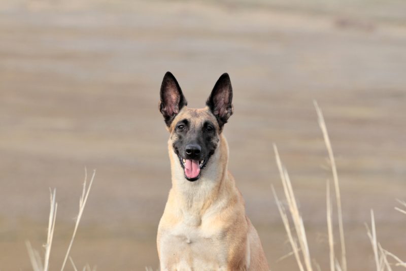 12 Belgian Malinois Colors (With Info & Pictures) – Dogster