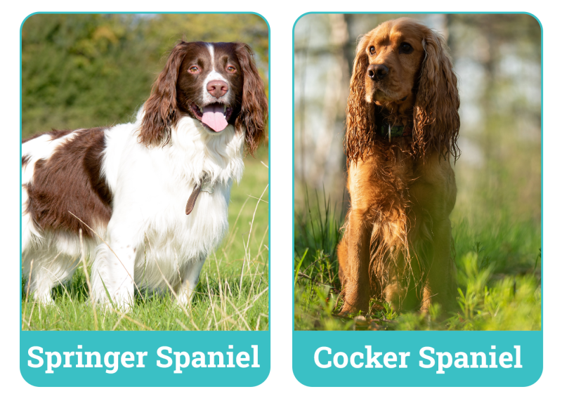 Springer Spaniel vs Cocker Spaniel: Key Differences (With Pictures) – Dogster