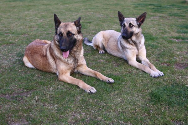 12 Belgian Malinois Colors (With Info & Pictures) – Dogster