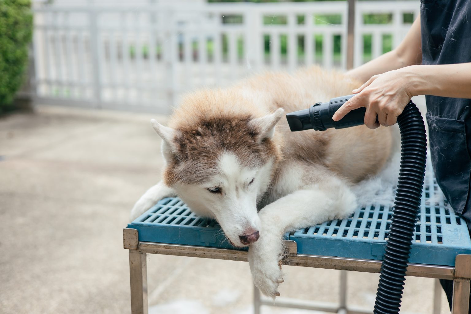 Husky Grooming Tips to Help Control Shedding (Vet-Approved) – Dogster