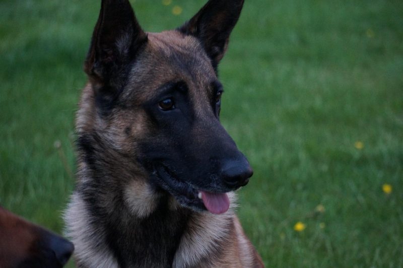 12 Belgian Malinois Colors (With Info & Pictures) – Dogster