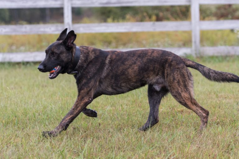 12 Belgian Malinois Colors (With Info & Pictures) – Dogster