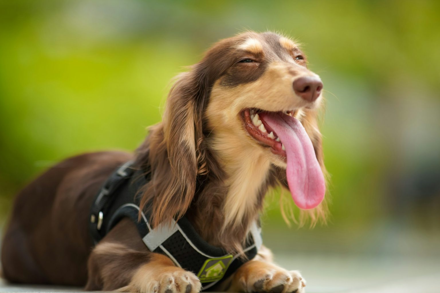 National Dachshund Day 2026: When It Is & How It's Celebrated – Dogster