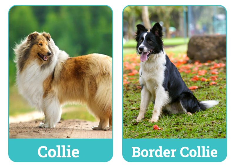 Collie vs Border Collie: Key Differences (With Info & Pictures) – Dogster