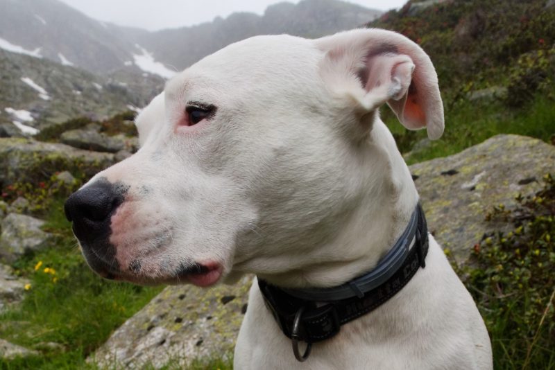 8 Dogo Argentino Facts: Learn About This Interesting Breed (Vet ...