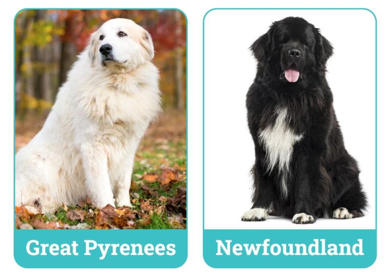 Great Pyrenees vs Newfoundland: Differences Explained (With Pictures ...