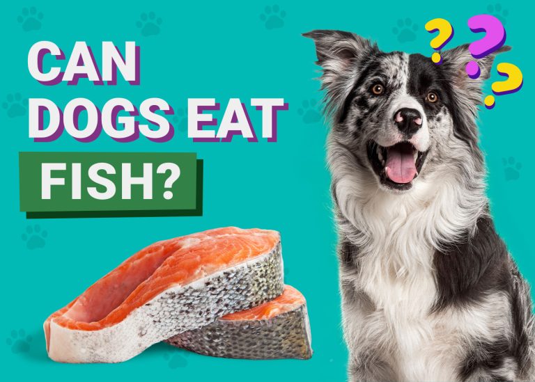 Can Dogs Eat Fish? Vet-Verified Facts & FAQ – Dogster