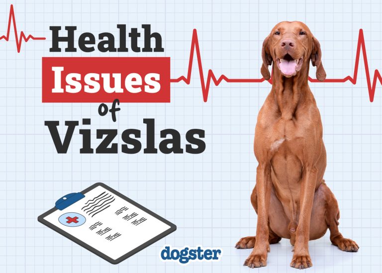 6 Vizsla Health Issues To Be Aware Of (Vet Answer) – Dogster