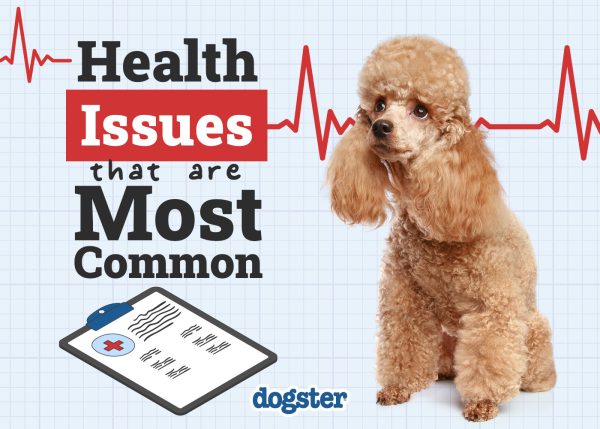 10 Most Common Dog Health Problems: Vet-Verified Facts & Signs – Dogster