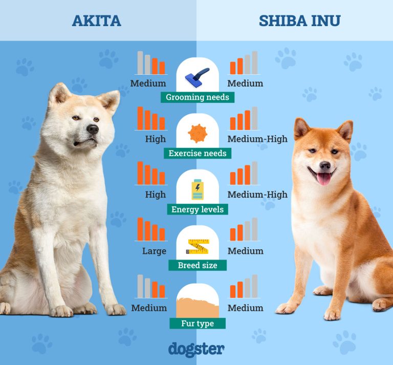 Akita vs Shiba Inu: Differences Explained (With Pictures) – Dogster