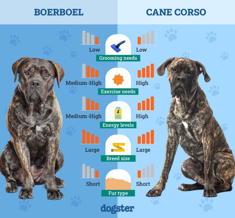 Boerboel vs Cane Corso: Main Differences (With Pictures) – Dogster
