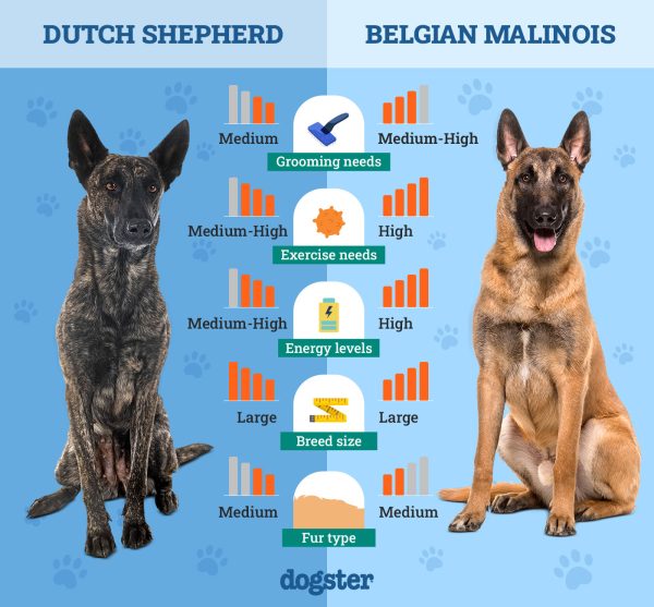 Dutch Shepherd vs. Belgian Malinois: Differences Explained (With ...