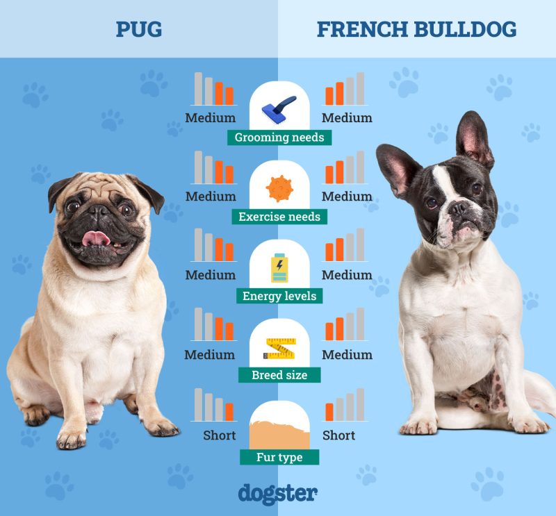 Pug vs French Bulldog: Differences Explained (With Pictures) – Dogster
