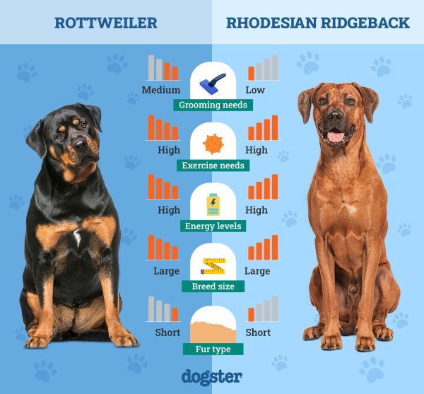 Rottweiler vs. Rhodesian Ridgeback: Vet-Reviewed Differences Explained ...