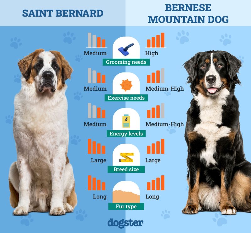 Saint Bernard vs. Bernese Mountain Dog: The Differences (With Pictures ...