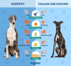Whippet vs. Italian Greyhound: Vet-Verified Key Differences (With Info ...