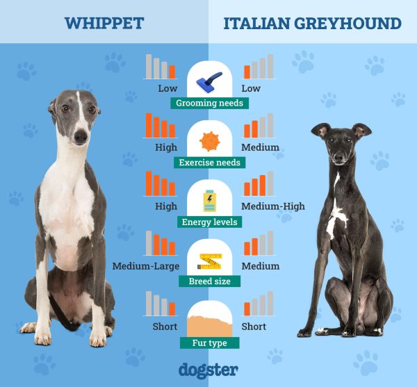 Whippet vs. Italian Greyhound: Vet-Verified Key Differences (With Info ...
