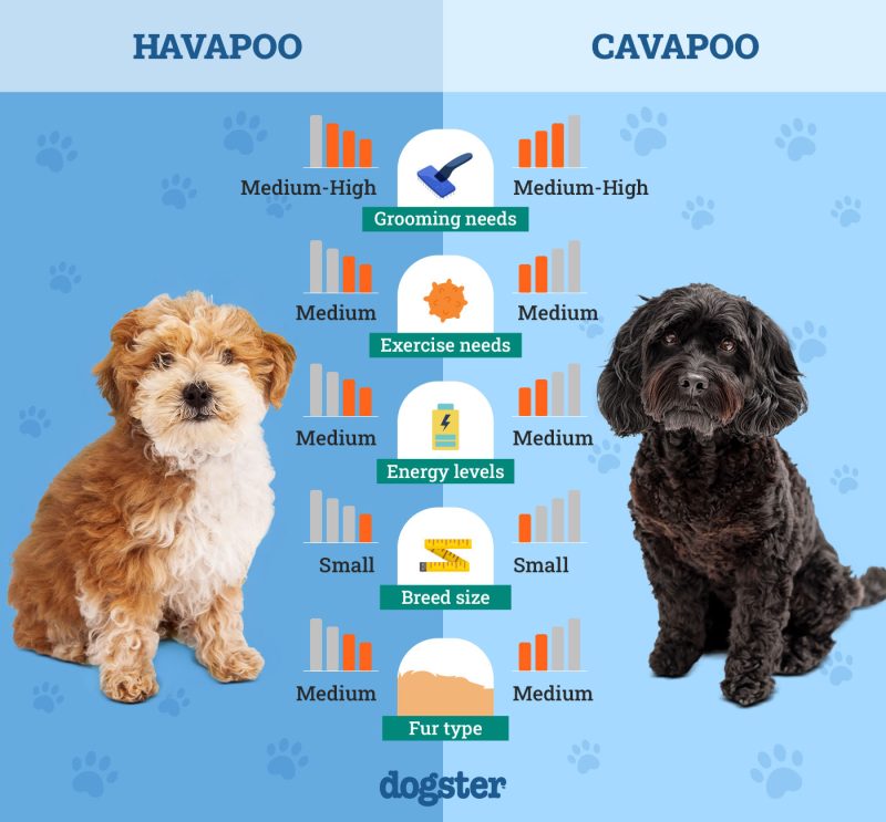 Havapoo vs. Cavapoo: Differences Explained (With Pictures) – Dogster