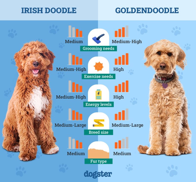 Irish Doodle vs Goldendoodle: The Differences (With Pictures) – Dogster
