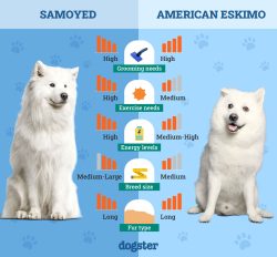 Samoyed vs American Eskimo: The Differences (With Info & Pictures) – Dogster