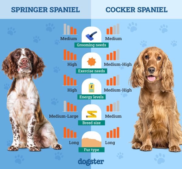 Springer Spaniel vs Cocker Spaniel: Key Differences (With Pictures ...