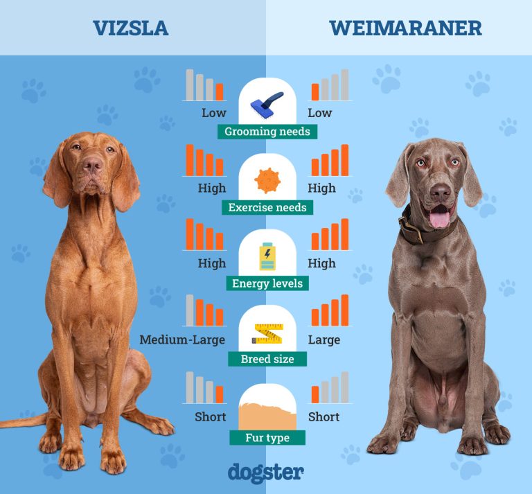 Vizsla vs Weimaraner: Key Differences (With Pictures) – Dogster