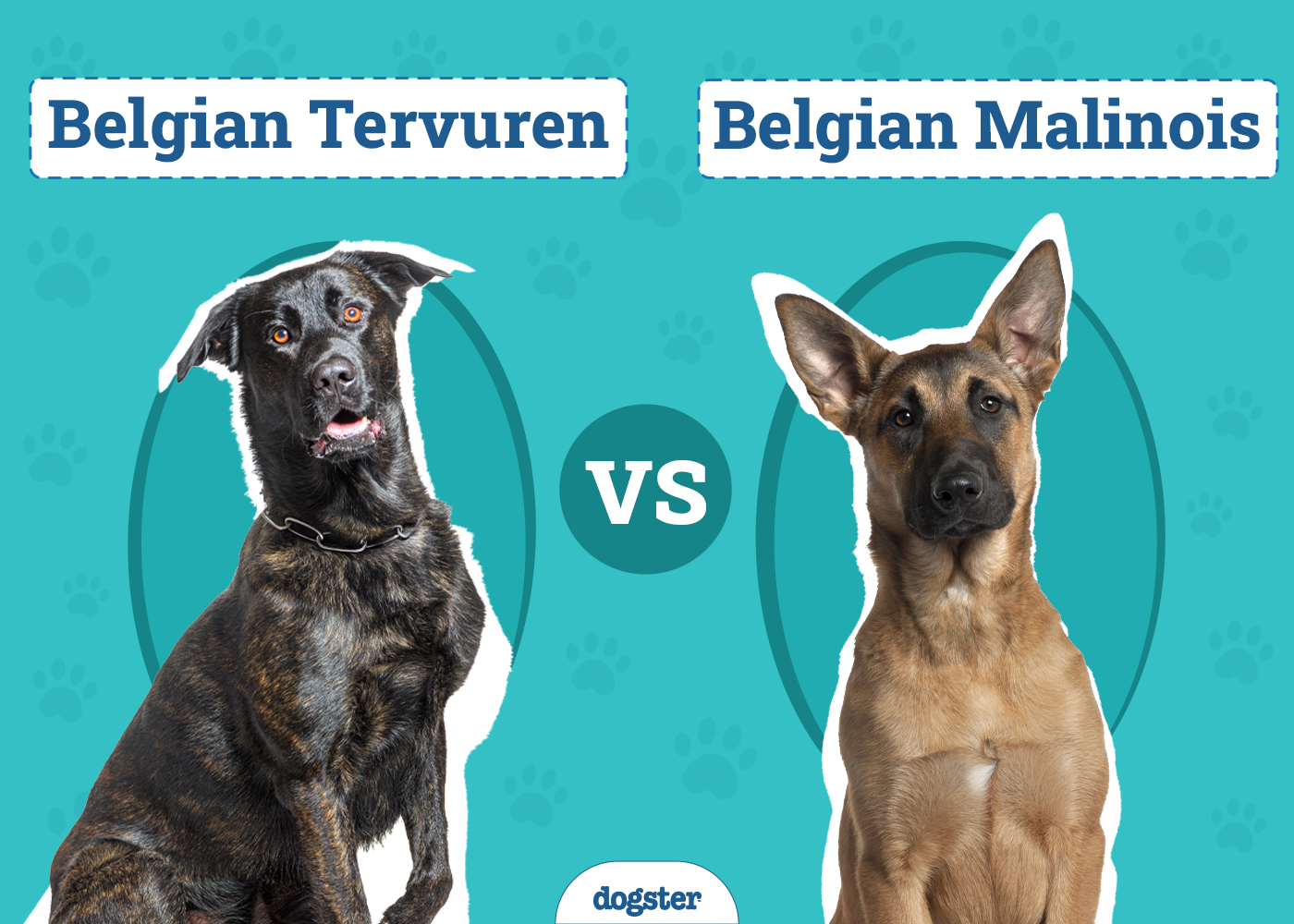Dutch Shepherd vs. Belgian Malinois: Differences Explained (With ...