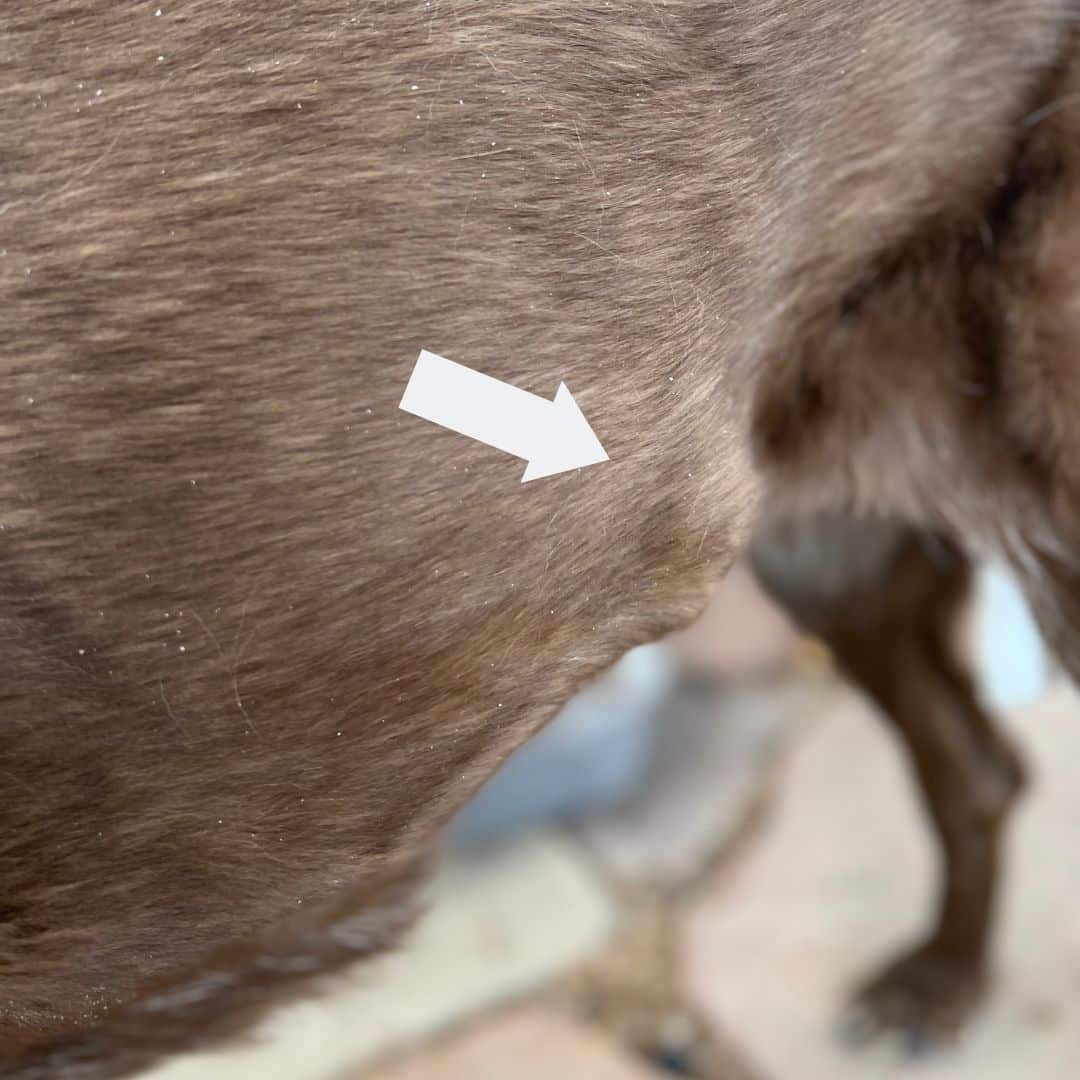 8 Common Types of Dog Tumors – Dogster – ReportWire