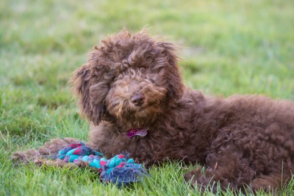 9 Vet-Verified Mini Goldendoodle Pros & Cons: Considerations Before ...