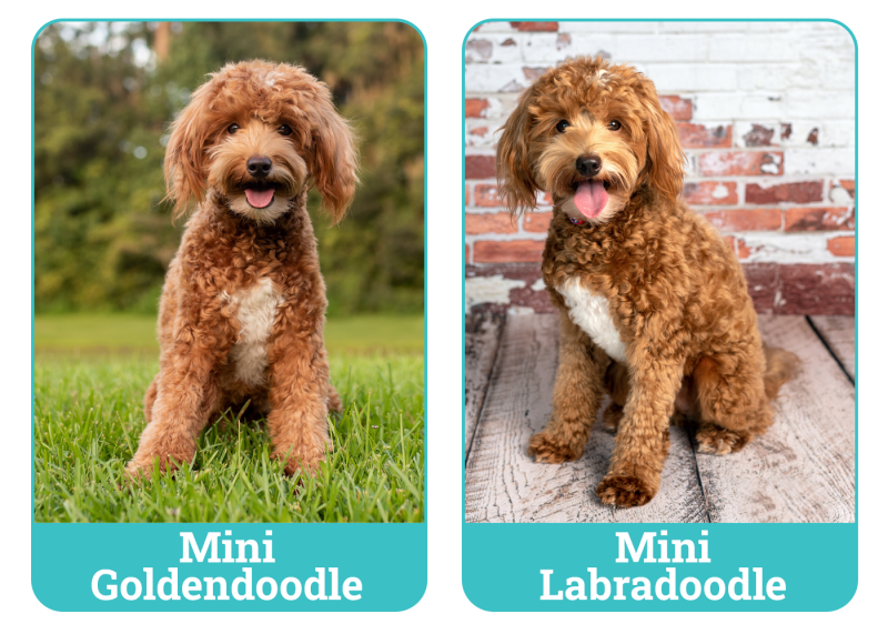 Mini Goldendoodle vs Mini Labradoodle: Differences Explained (With ...