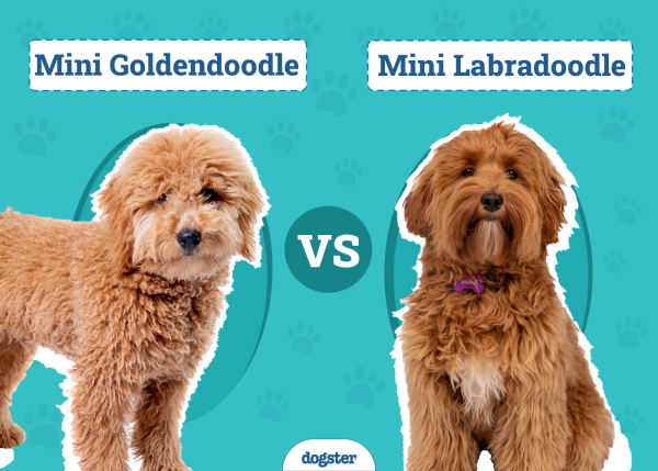 Mini Goldendoodle vs Mini Labradoodle: Differences Explained (With ...