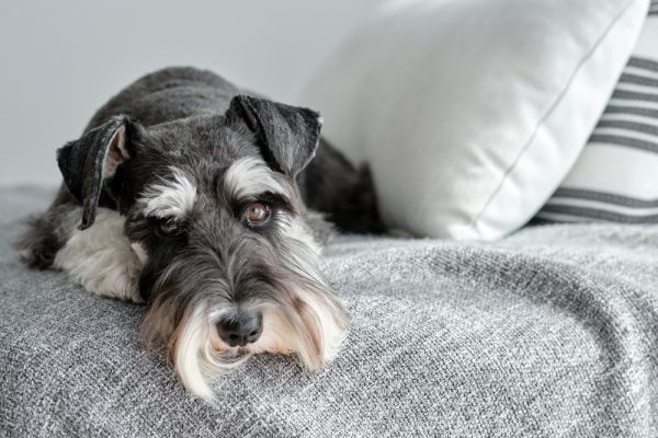 How to Train a Miniature Schnauzer: 13 Vet-Verified Tips & Tricks – Dogster