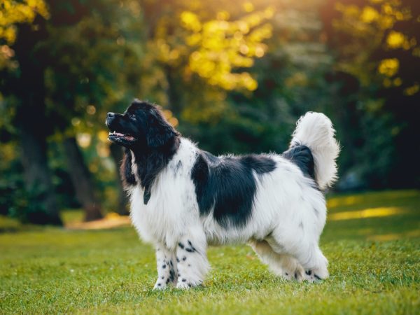 How Big Do Newfoundland Dogs Get? Average Weight & Growth Chart – Dogster