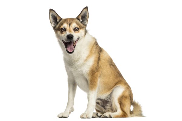 20 Rare Small Dog Breeds (With Info & Pictures) – Dogster