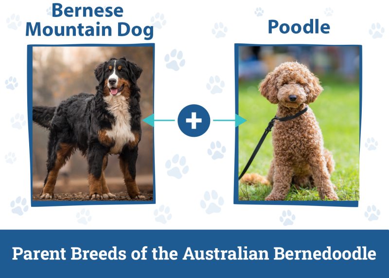 Australian Bernedoodle Dog Breed: Info, Pictures, Facts ...